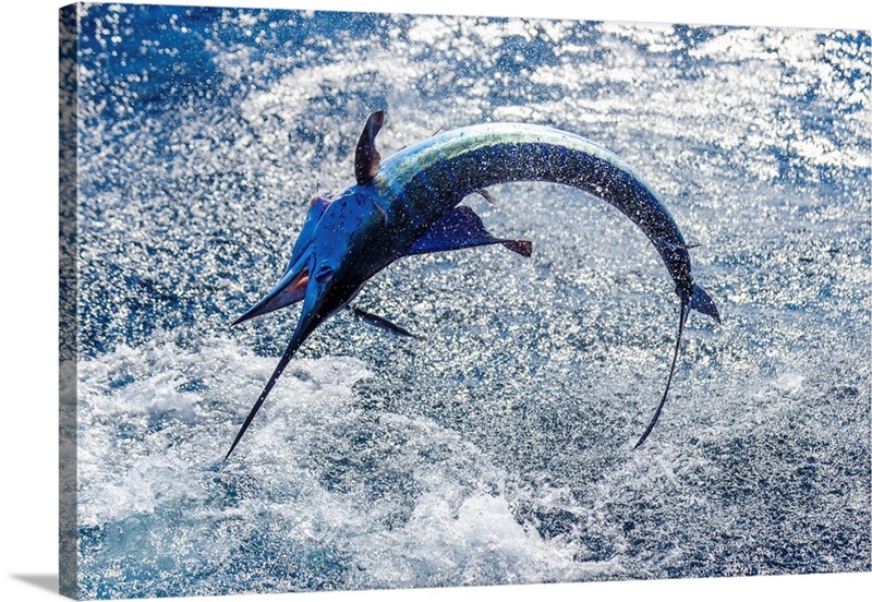 A sailfish does its best to break free | Great Big Canvas