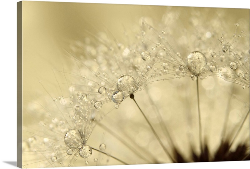 Dandelion Drops | Great Big Canvas