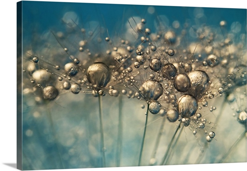 Dandy Disarray | Great Big Canvas