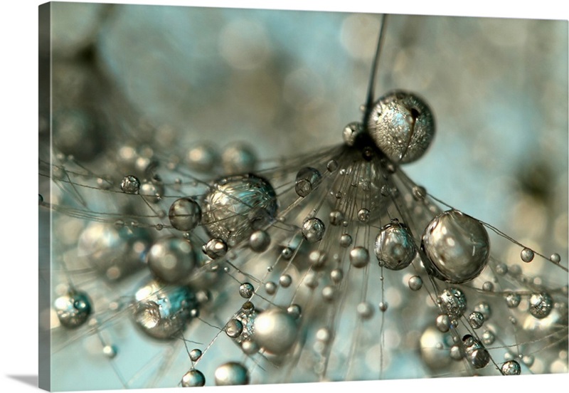 Dandy in Silver and Blue | Great Big Canvas