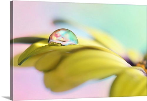 Dreamy Daisy Drop | Great Big Canvas