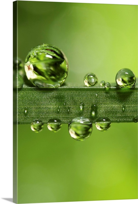 Gloriously Green | Great Big Canvas