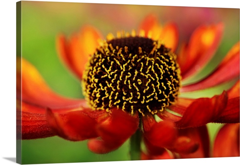 Helenium Fire | Great Big Canvas