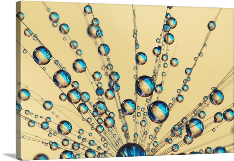 Peacock Blue Dandy Fan | Great Big Canvas