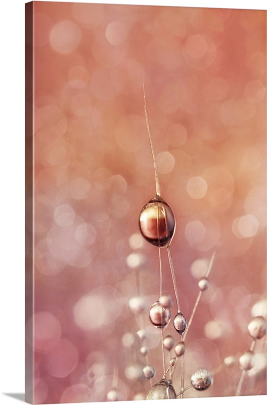 Sunset and Snowflake Drops | Great Big Canvas