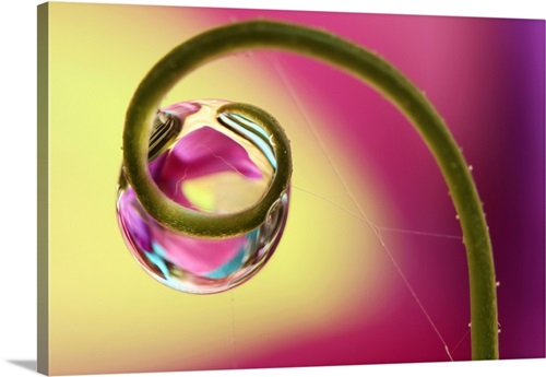 Sweet Pea Twirl Wall Art, Canvas Prints, Framed Prints, Wall Peels ...