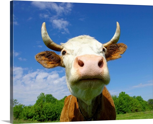 Brown Holstein cow in field | Great Big Canvas