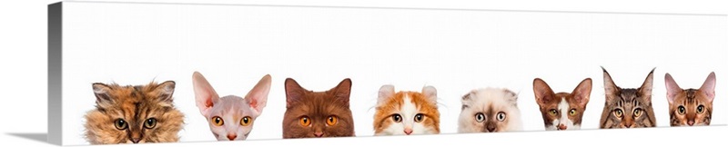 Cat heads peeking over edge of image | Great Big Canvas
