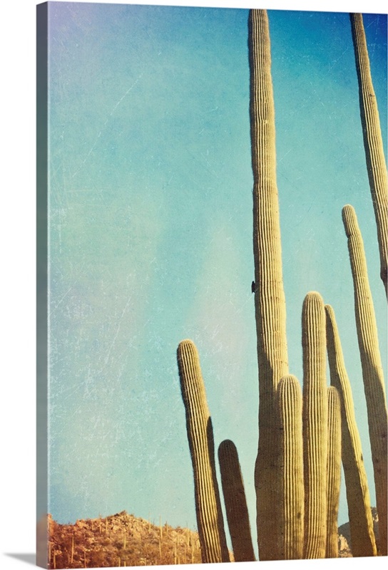 Desert Cactus | Great Big Canvas