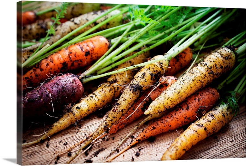Fresh carrots picked from the garden | Great Big Canvas