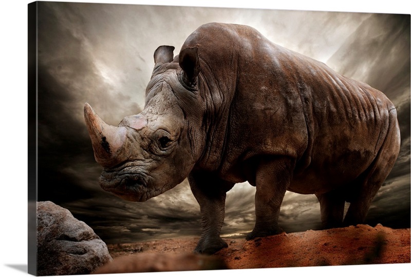 Huge rhinoceros against stormy sky | Great Big Canvas