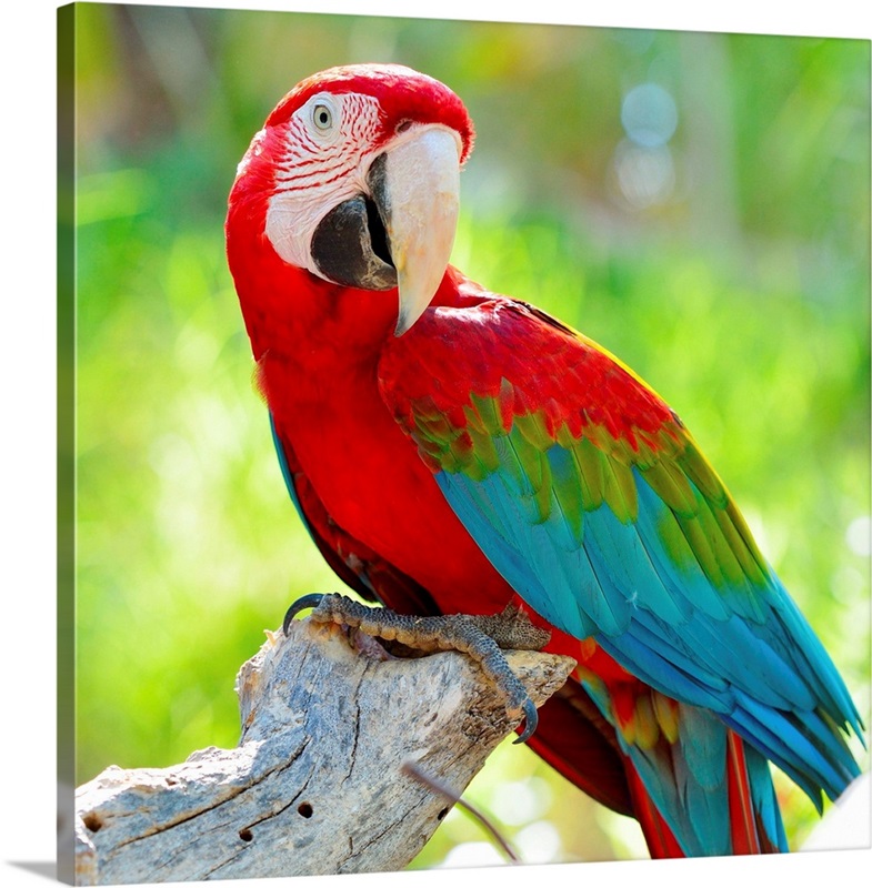 Macaw sitting on branch | Great Big Canvas