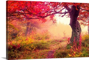 Majestic landscape with autumn trees in forest, Ukraine Wall Art ...