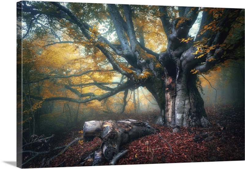 Old Magical Fairy Tree With Big Branches And Orange Leaves In Autumn ...