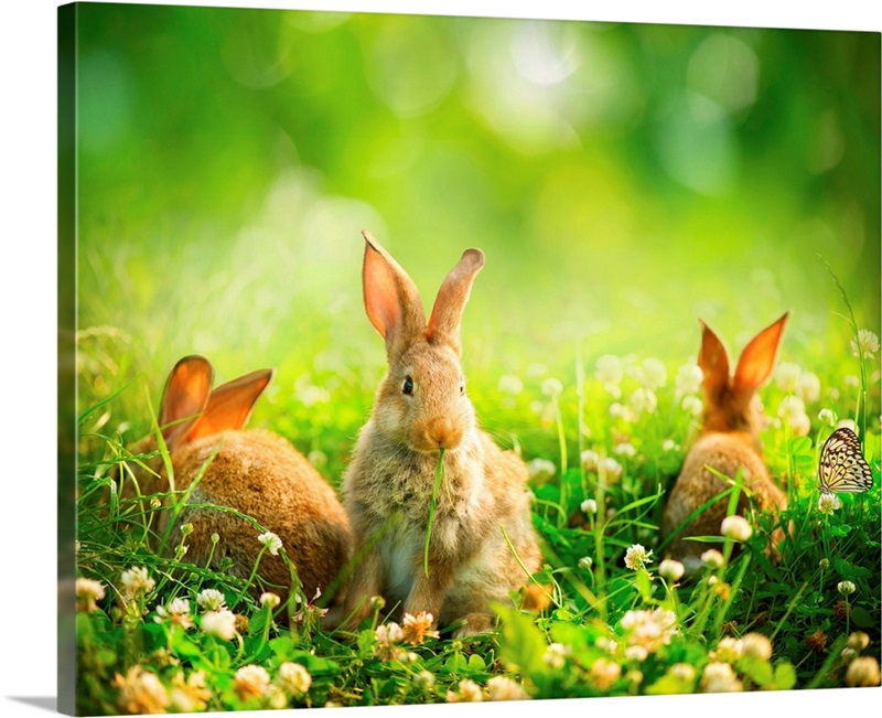 Rabbits in spring meadow | Great Big Canvas