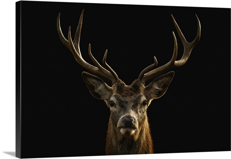 Red Deer | Great Big Canvas