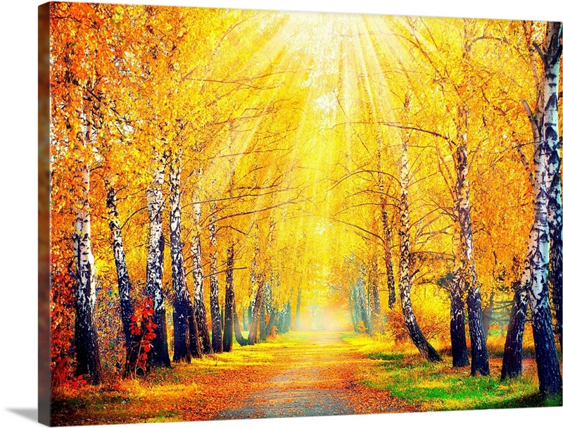 Road lined with trees in autumn foliage | Great Big Canvas