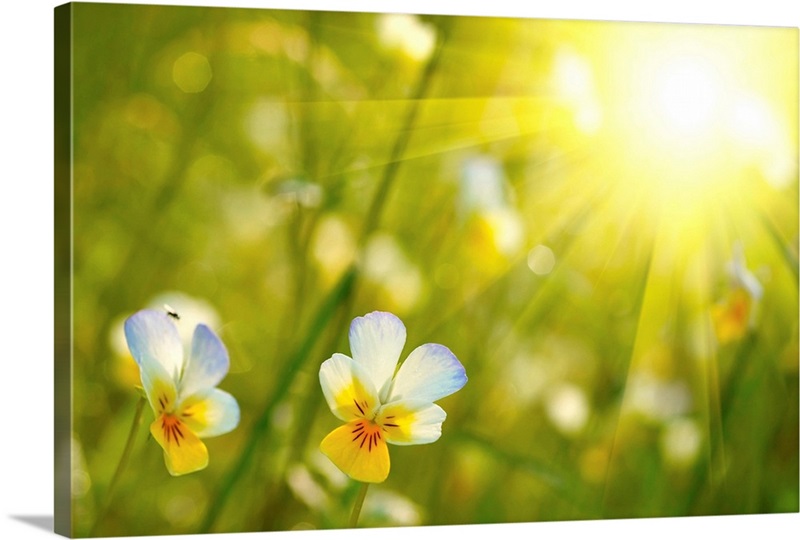 Spring Flowers in the Sun | Great Big Canvas