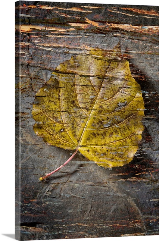 Leaves Fossil 2 | Great Big Canvas