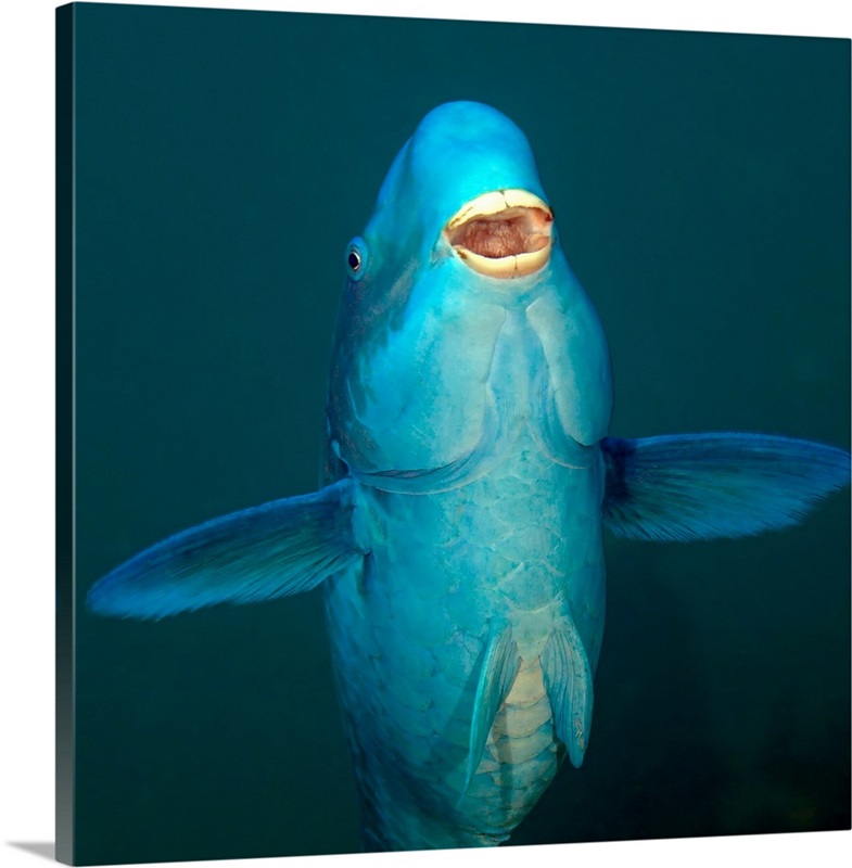 A Blue Parrotfish in the Atlantic Ocean off the coast of Key Largo ...