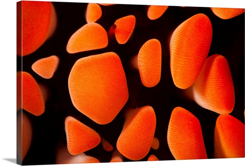 A close-up look between the spines of a slate pencil sea urchin, Hawaii ...