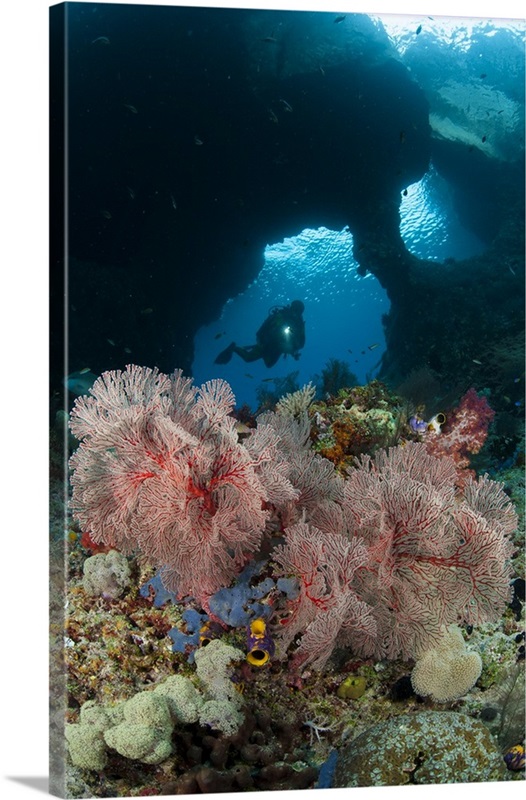 A diver approaches a gorgonian sea fan, Indonesia | Great Big Canvas