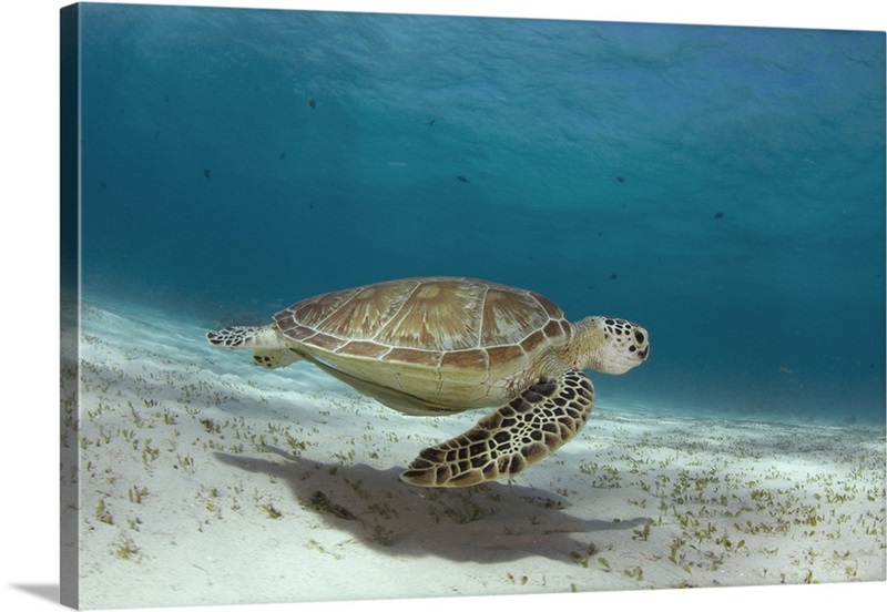 A green sea turtle swims in the shallows of the blue water in Palawan ...