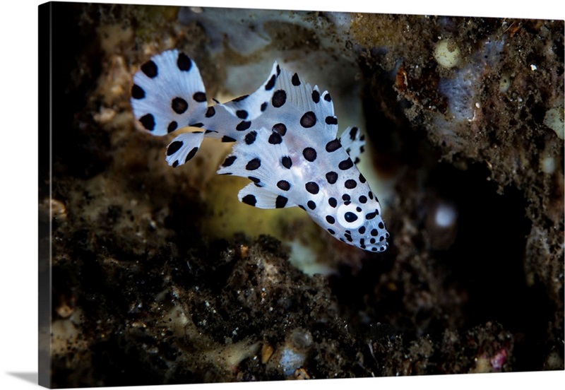 A Juvenile Barramundi Cod | Great Big Canvas