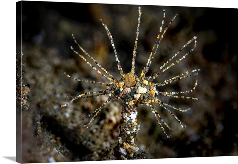 A Windmill Worm Makes A Coat Of Armor Out Of Tiny Grains Of Sand Wall ...