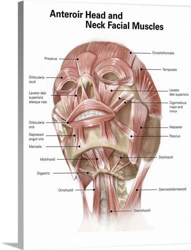 Anterior neck and facial muscles of the human head (with labels ...