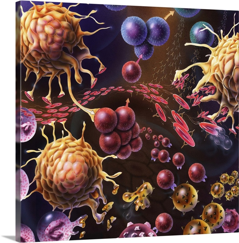 Artistic representation of the immune system's reaction to bacteria ...
