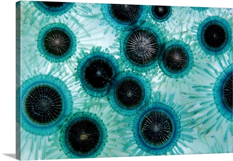 Blue button, is a floating hydroid that lives on the water's surface ...