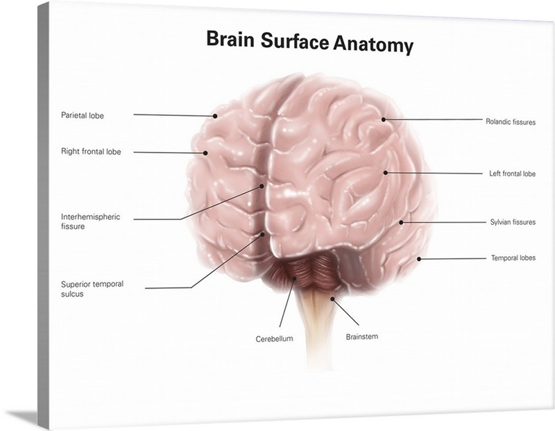 Brain surface anatomy, with labels Wall Art, Canvas Prints, Framed ...