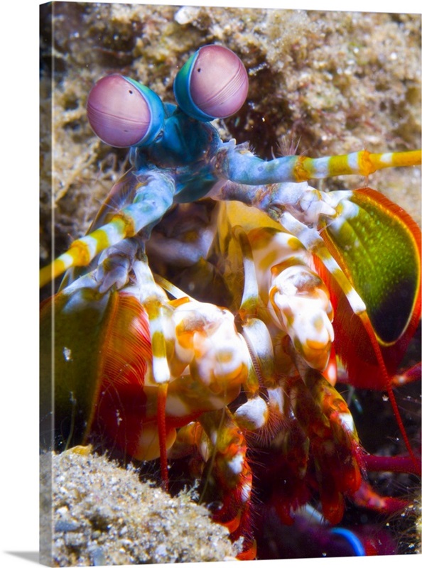 Close-up view of a Mantis Shrimp, Papua New Guinea | Great Big Canvas