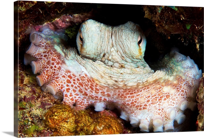 Common Octopus guards its lair | Great Big Canvas