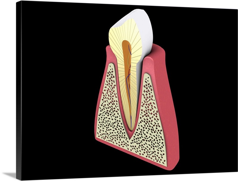 Conceptual image of human tooth Wall Art, Canvas Prints, Framed Prints ...