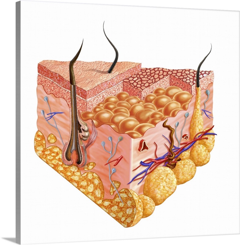 Detailed cutaway diagram of human skin | Great Big Canvas