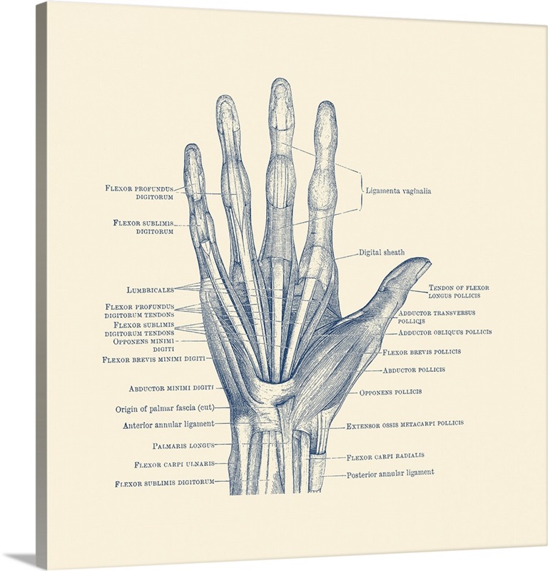 Diagram Depicting The Bones, Ligaments And Muscles Throughout The Hand ...