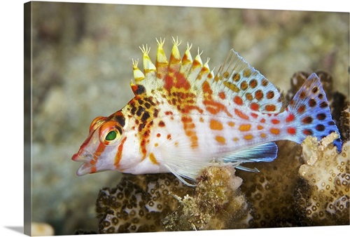 Dwarf Hawkfish, Papua New Guinea Wall Art, Canvas Prints, Framed Prints ...