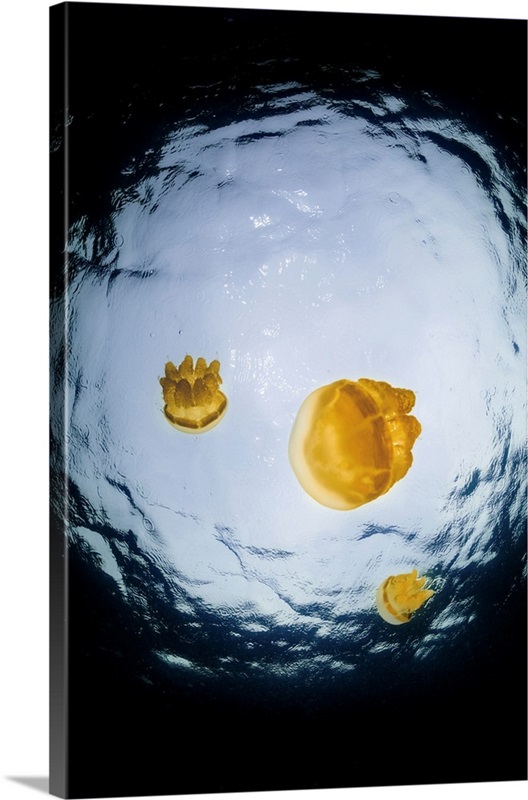 Golden Jellyfish, Kakaban, Indonesia Wall Art, Canvas Prints, Framed ...