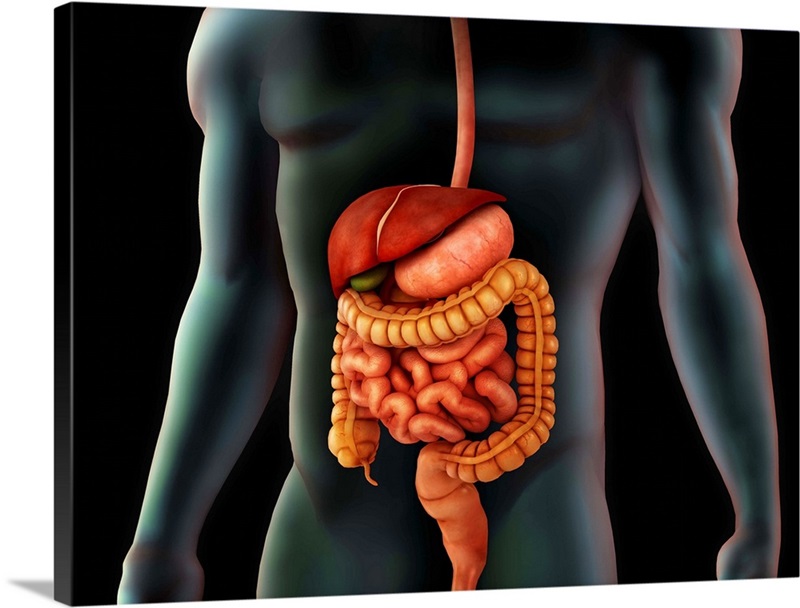Human body and digestive system, perspective view | Great Big Canvas