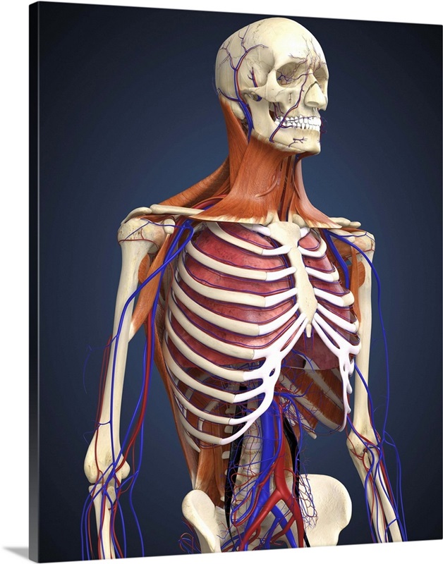 Human upper body showing bones, lungs and circulatory system | Great ...