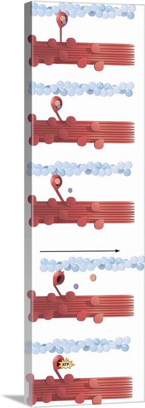 Illustration of muscle contraction | Great Big Canvas