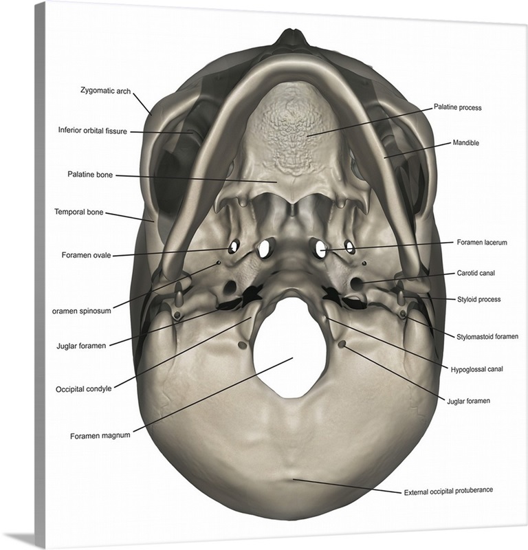 Inferior view of human skull anatomy with annotations Wall Art, Canvas ...