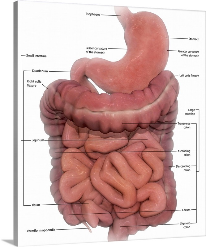 Labeled Medical Illustration Of The Human Digestive System Wall Art ...