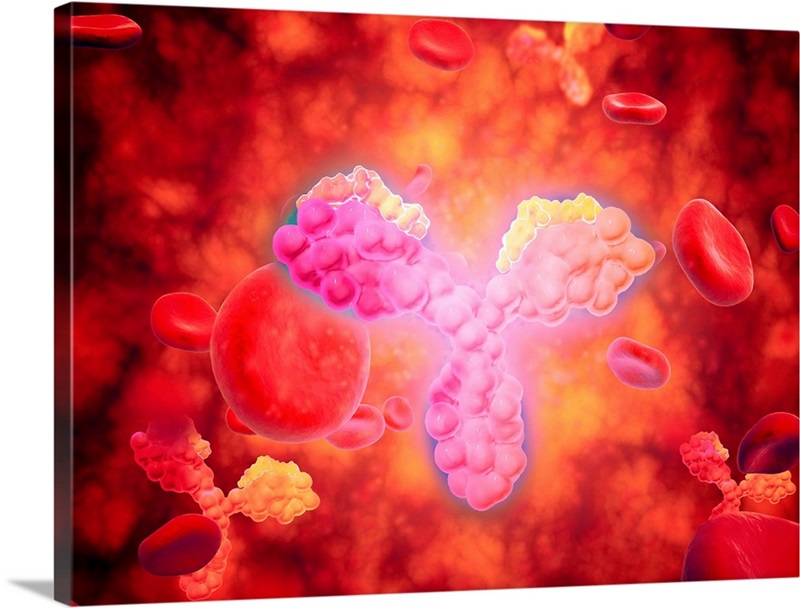 Microscopic view of human antibodies with red blood cells | Great Big ...