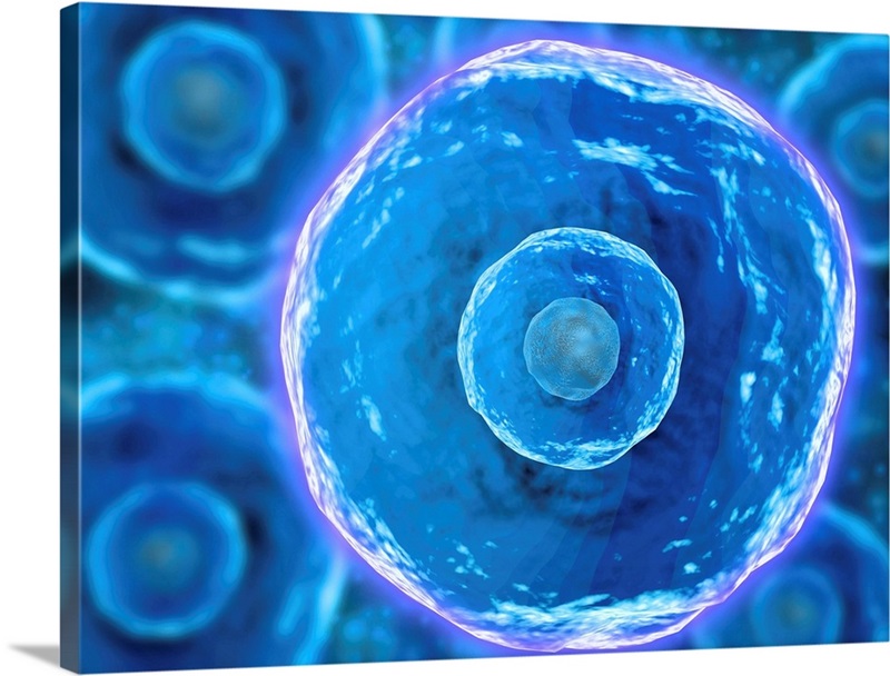 Microscopic view of human B-cells | Great Big Canvas