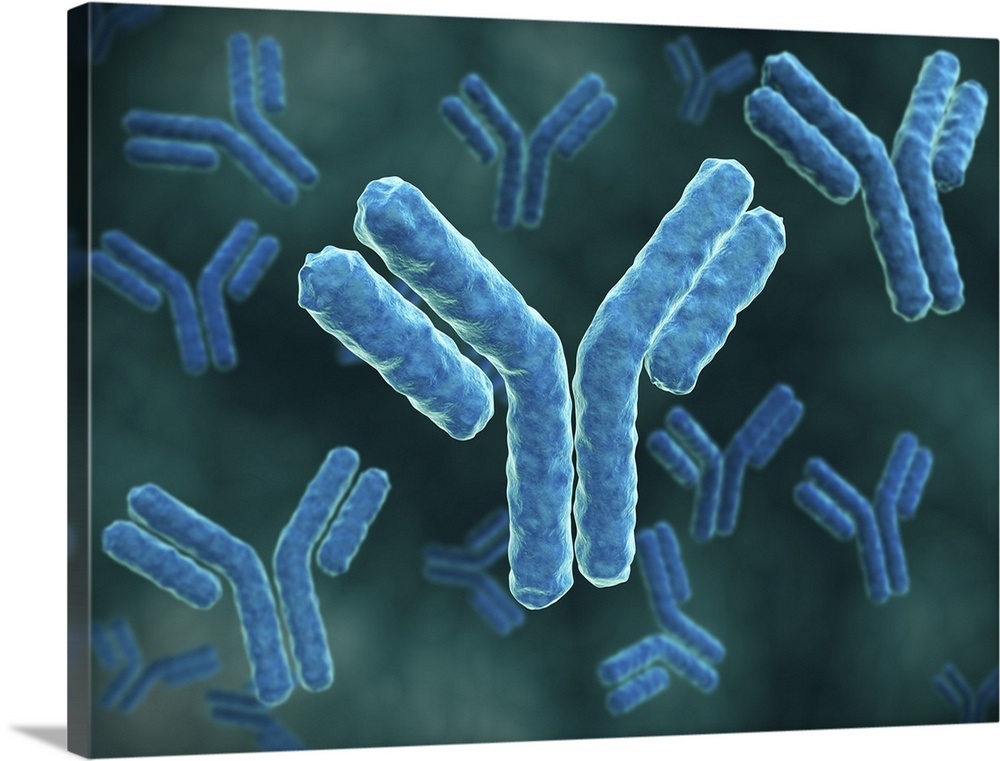 Microscopic view of immunoglobulin G antibodies Wall Art, Canvas Prints ...