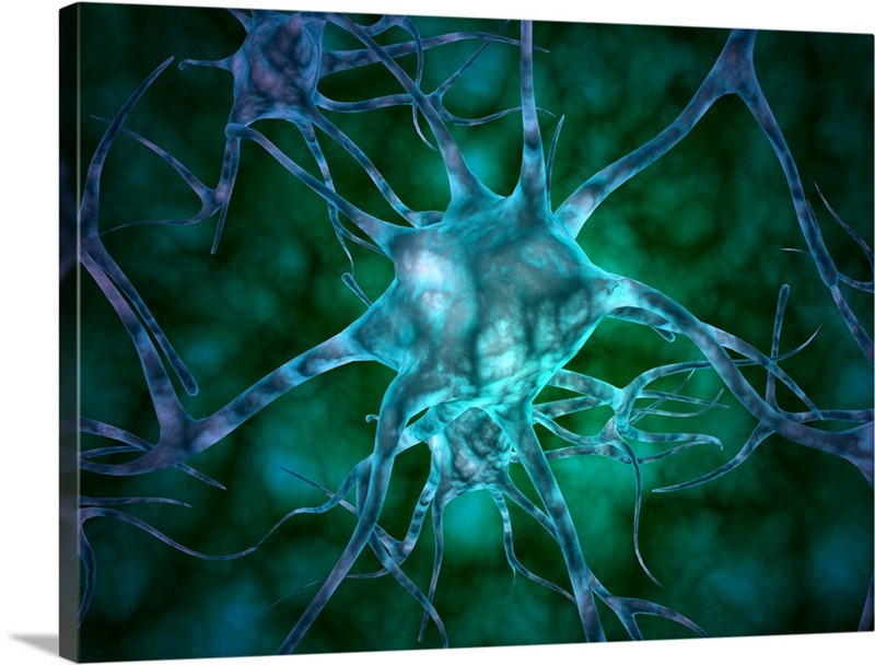 Microscopic view of multiple nerve cells, known as neurons | Great Big ...
