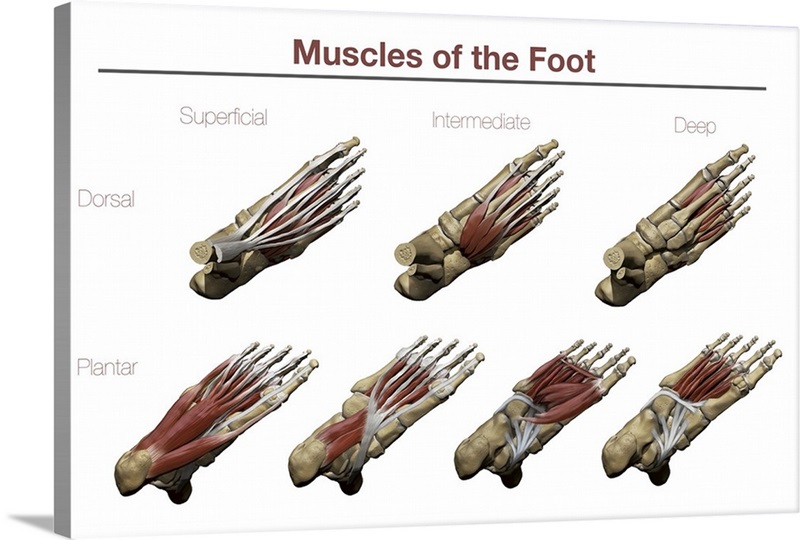 Muscles of the Foot | Great Big Canvas
